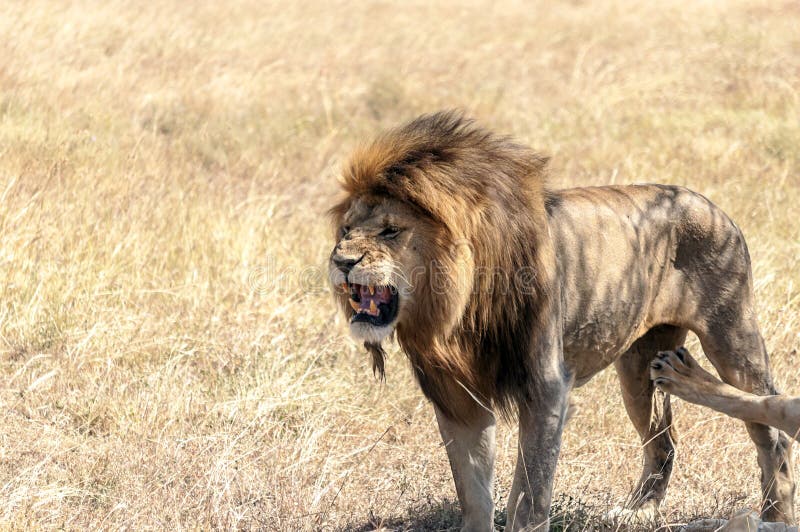 León que ruge con la leona foto de archivo. Imagen de serengeti - 43388986