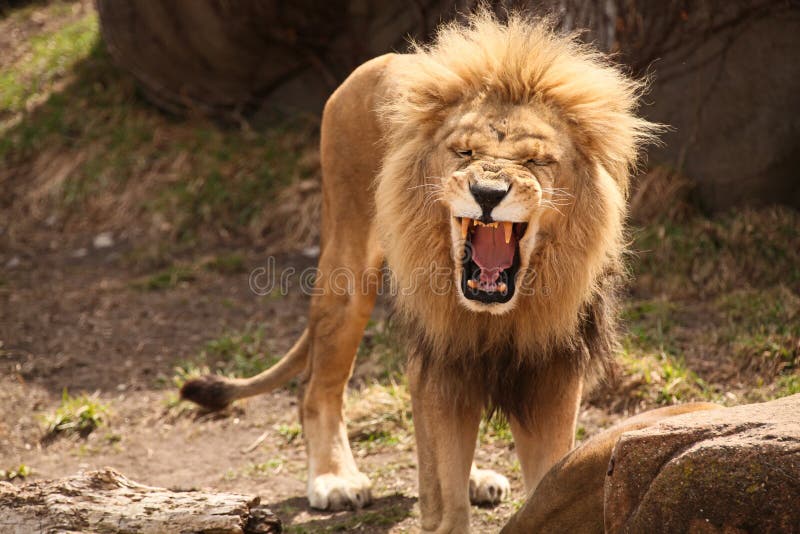 León Del Rugido Con El Esmalte El Mirar Fijamente Foto de archivo ...