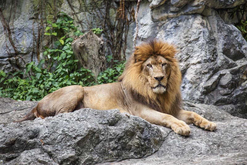 León, rey de la selva foto de archivo. Imagen de pelo - 39290808