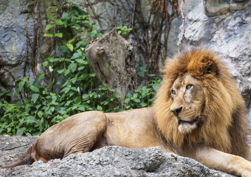 León, rey de la selva imagen de archivo. Imagen de cierre - 39290823