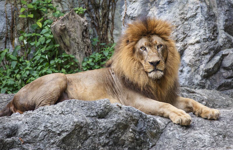 León, rey de la selva foto de archivo. Imagen de cara - 39290868