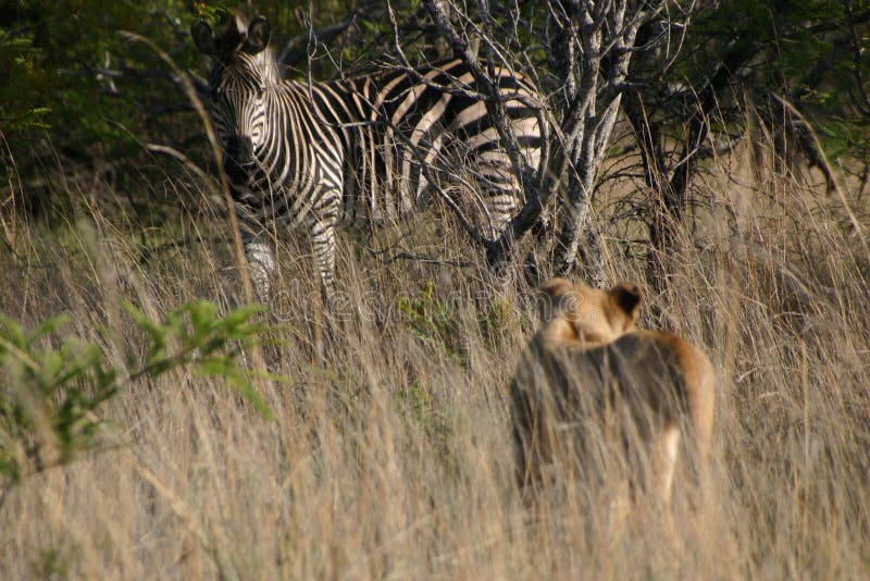 León y cebra foto de archivo. Imagen de safari, colina - 25248190