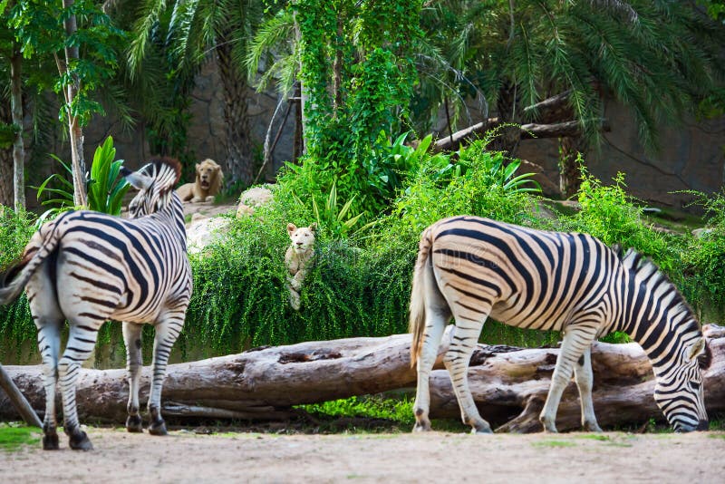 Cebra del león foto de archivo. Imagen de parque, east - 3950220