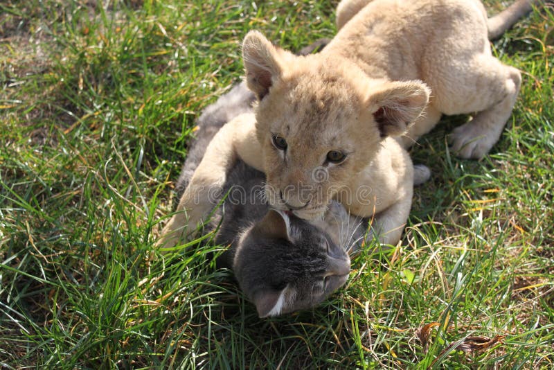 León y gato imagen de archivo. Imagen de familia, amabilidad - 22169305