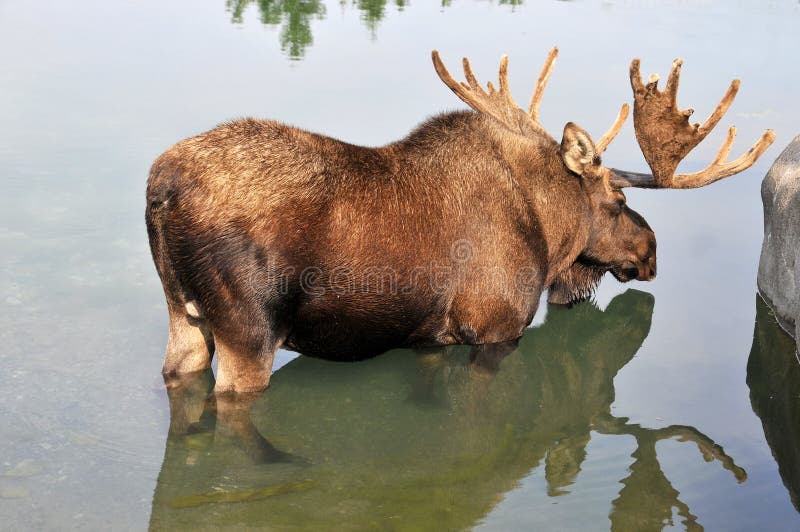 Le alci fotografia stock. Immagine di marrone, grande - 50710850