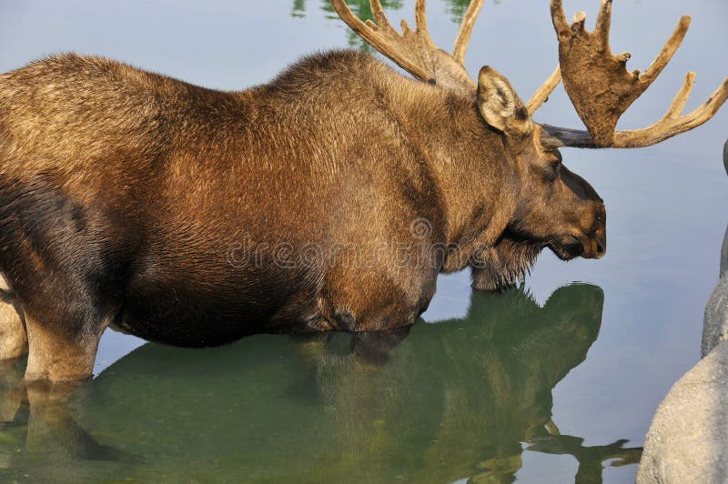 Le alci fotografia stock. Immagine di marrone, grande - 50710850