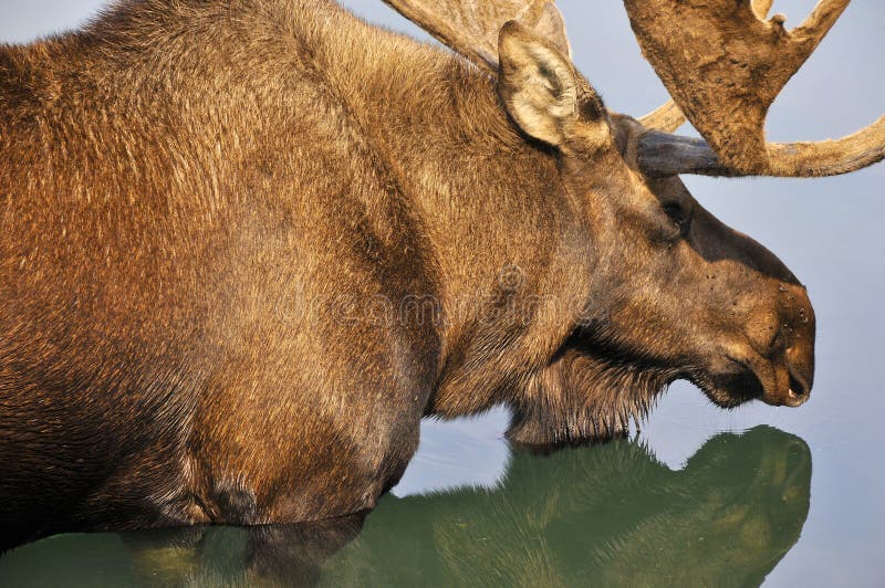 Le alci fotografia stock. Immagine di marrone, grande - 50710850
