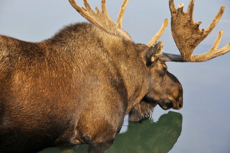 Le alci fotografia stock. Immagine di marrone, grande - 50710850