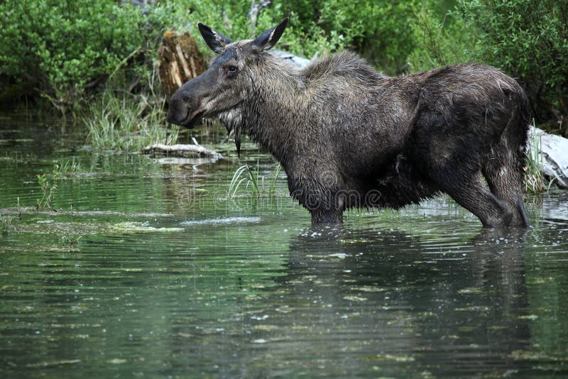Alci dell'Alaska Bull fotografia stock. Immagine di alci - 22512310