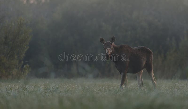 Le Alci Intimoriscono Di Mattina Immagine Stock - Immagine di estonia ...