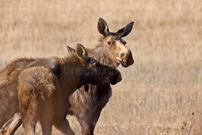 Le Alci Intimoriscono E Vitello Fotografia Stock - Immagine di antenne ...