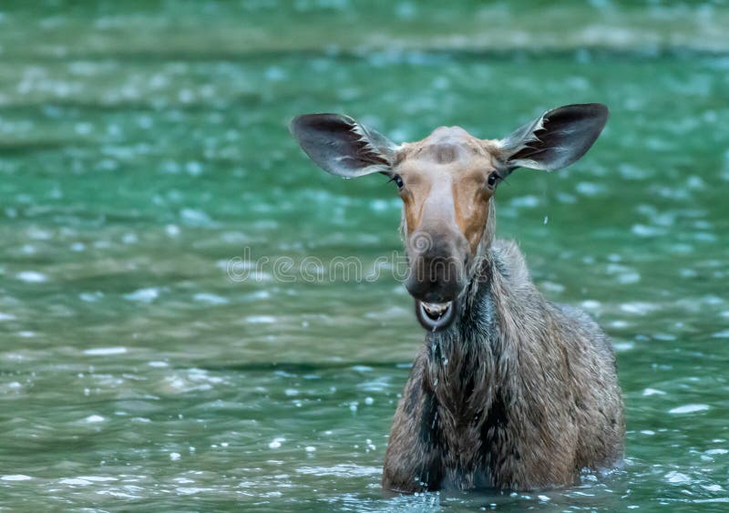 Le Alci in Lago Con Sciocco Affrontano Immagine Stock - Immagine di ...