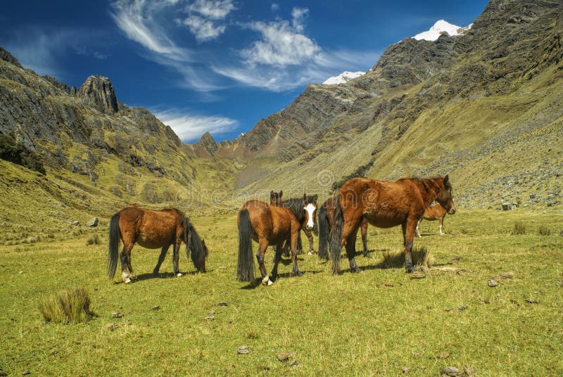 Le Ande peruviane fotografia stock. Immagine di pascolo - 49406326