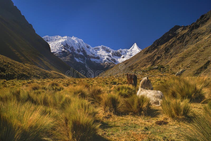 Le Ande peruviane fotografia stock. Immagine di pascolo - 49406326