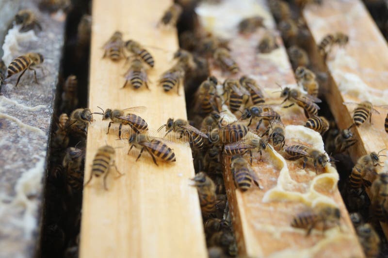 Il nido delle api immagine stock. Immagine di insetti - 49251491