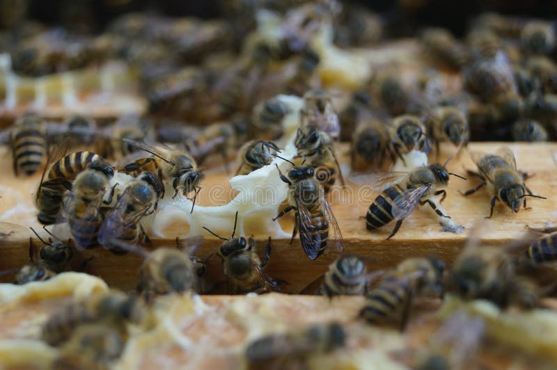 Il nido delle api immagine stock. Immagine di insetti - 49251491