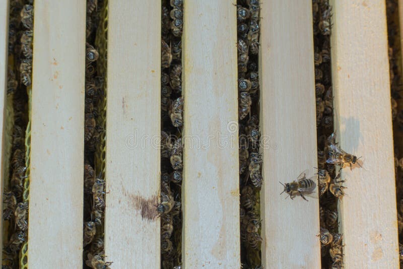 Le Api Dentro Un Alveare Nel Campo Fotografia Stock - Immagine di ...