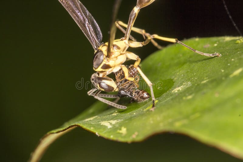 Le Api Stanno Mangiando L'insetto Immagine Stock - Immagine di dolce ...