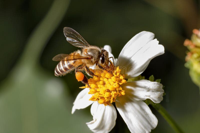 Le Api Sui Fiori Bianchi Hanno Stami Gialli Immagine Stock - Immagine ...