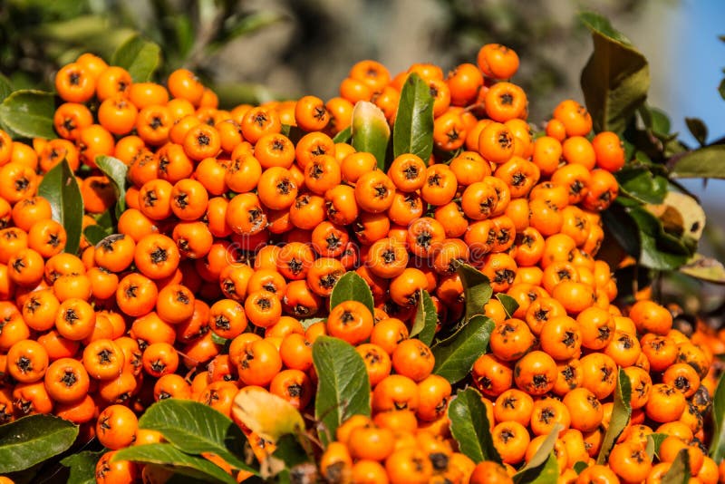 Le Bacche Arancio Del Pyracantha Immagine Stock - Immagine di bacca ...