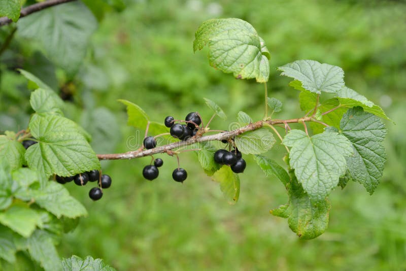 Ramo Del Ribes Con Le Bacche (ribes Rubrum L ) Fotografia Stock ...