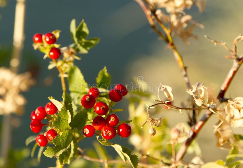 Le Bacche Rosse Di Selvaggio Sono Aumentato Immagine Stock - Immagine ...