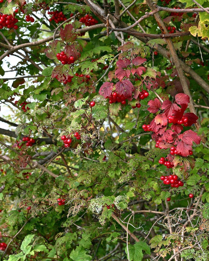 Le Bacche Rosse Sul Cespuglio Con Rosso Verde Della Terra Va Immagine ...