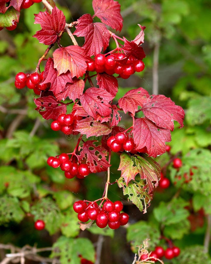 Le Bacche Rosse Sul Cespuglio Con Rosso Verde Della Terra Va Immagine ...