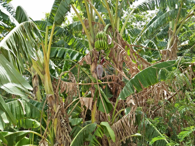 Bananier photo stock. Image du habituellement, centrale - 130320364