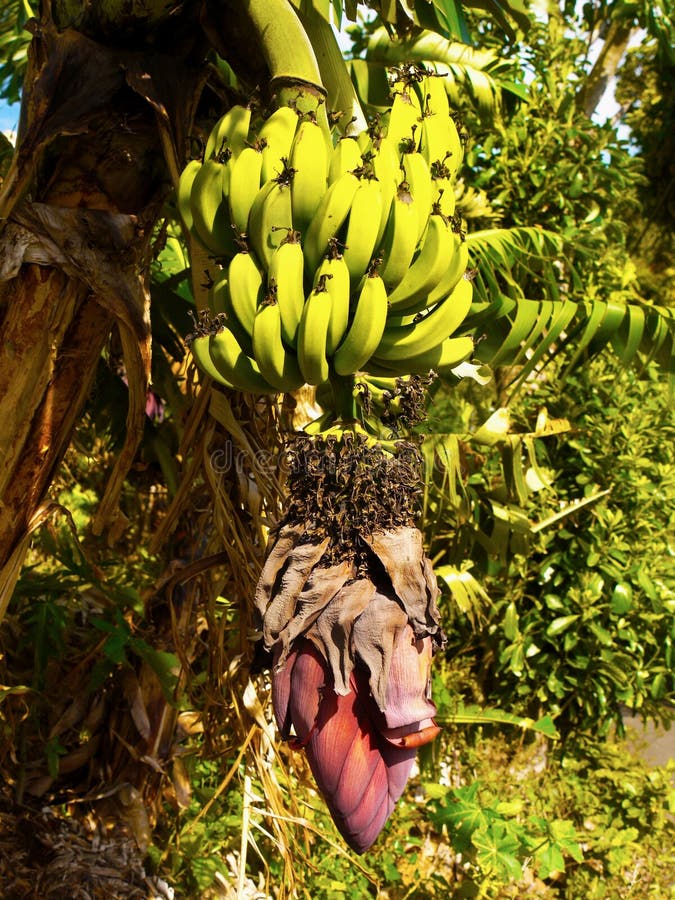 Le Bananier Plante Le Fruit De Fleur Photo stock - Image of centrale ...