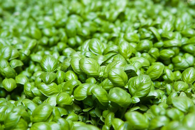 Le basilic image stock. Image du fond, herbe, basilic - 14184071