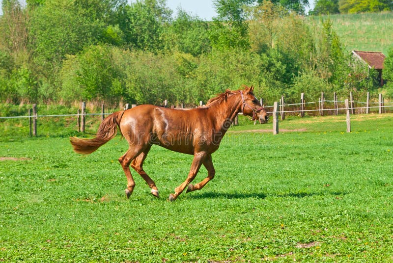 Le beau cheval rouge photo stock. Image du galop, zone - 45459848
