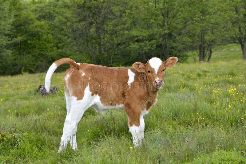 Petit veau dans l'herbe photo stock. Image du seulement - 64076074