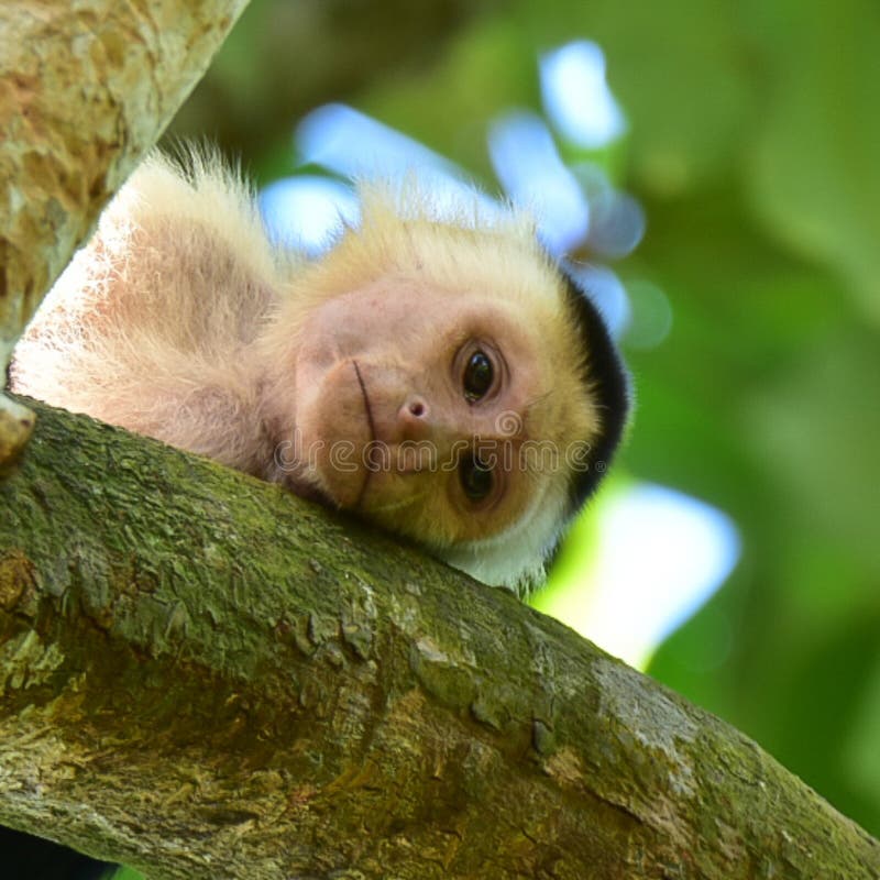Beau singe rouge photo stock. Image of décoration, nature - 64227504