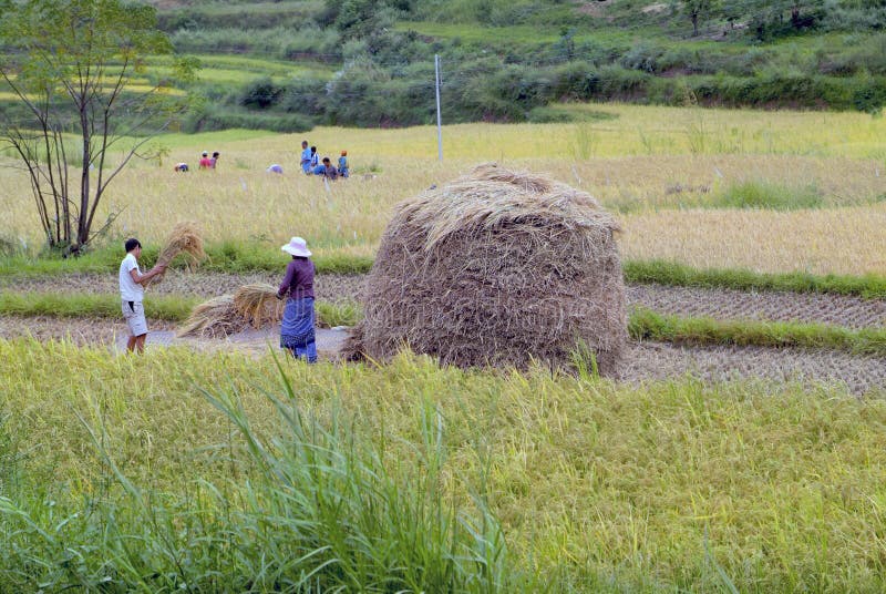 Le Bhutan, Wangdi Phodrang image stock. Image of bhutan - 66282001