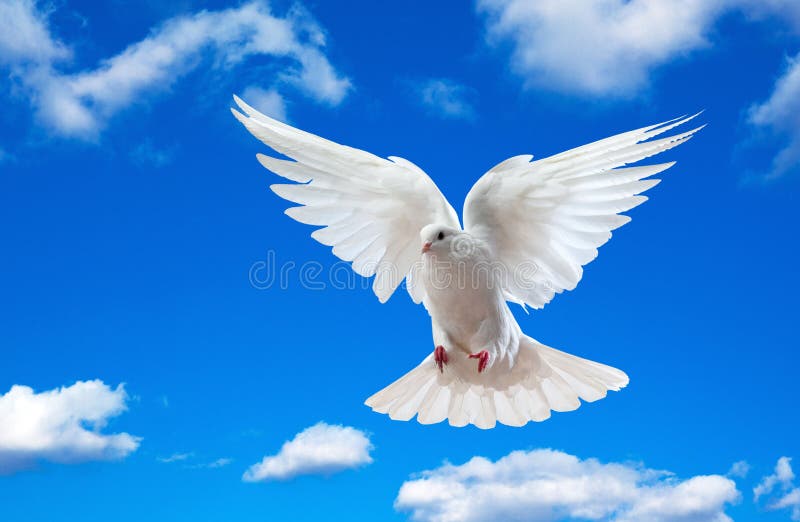 Colombe Bleue Sur Une Branche D'un Pin Romain Italie Photo stock ...