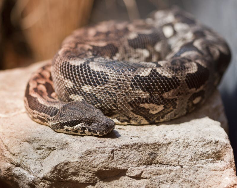 Le Boa Acrantohpis Dumerili De Dumeril Photo stock - Image du échelles ...