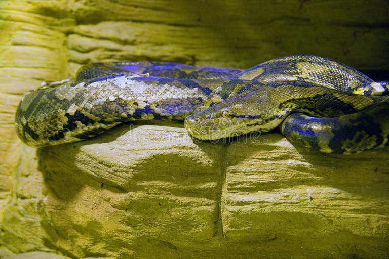 Le Boa écallieux De Reptile De Python Réticulé Vivipare Photo stock - Image du tropiques, regard ...