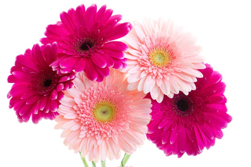 Le Bouquet Du Gerbera Rose Lumineux Photo stock - Image du fond ...