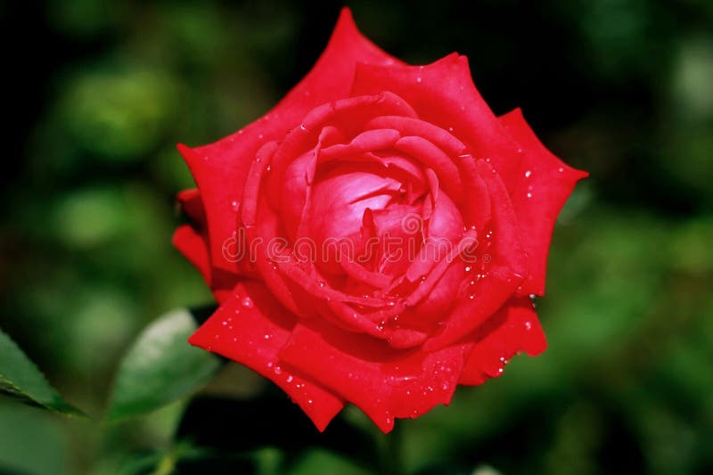 Le Bourgeon Ouvert D'une Rose Lumineuse De Rouge Image stock - Image du ...