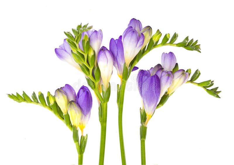 Le Branchement Du Freesia Avec Des Fleurs, Bourgeons Image stock ...