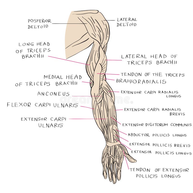 Le bras muscles la couleur illustration de vecteur. Illustration du ...