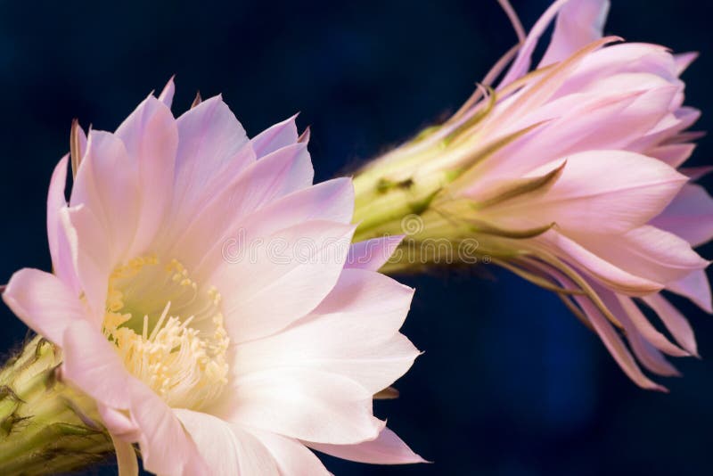 Le cactus a fleuri image stock. Image du nuit, fond, été - 16921967