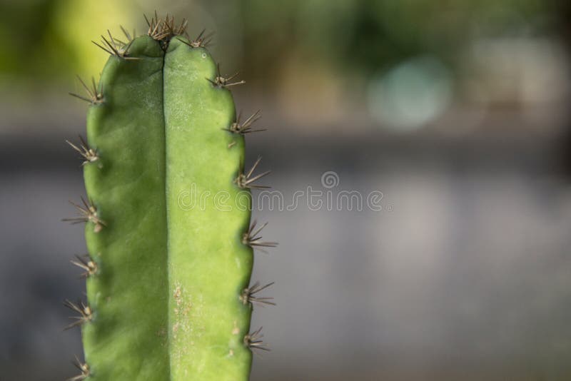 Cactus Mort Dans Un Pot De Fleur Photo stock - Image du blanc, nature ...