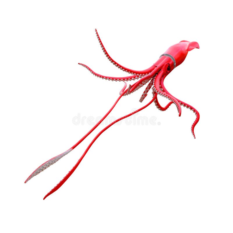 Le calmar géant photo stock. Image du nature, légende - 89563228