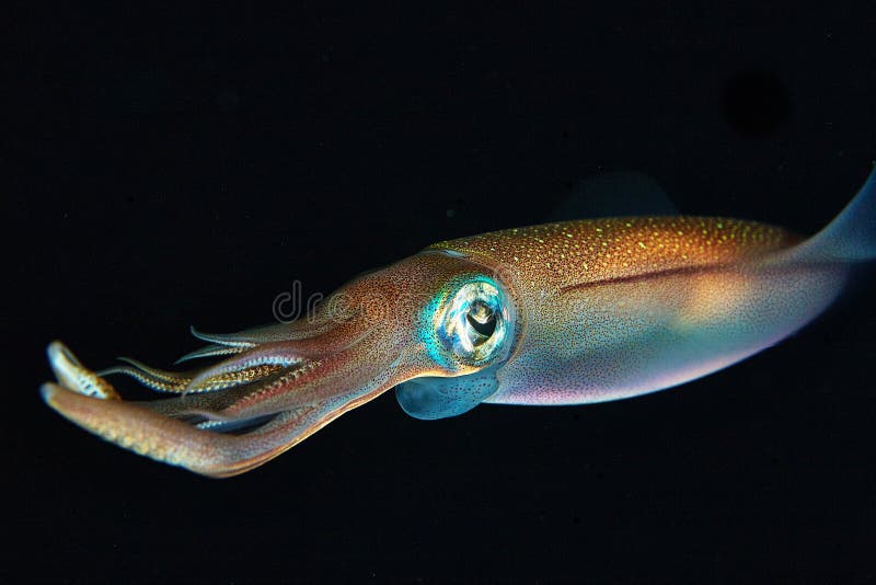 Le Calmar Sous L'eau Nage Sur Le Fond Noir Image stock - Image du fond ...