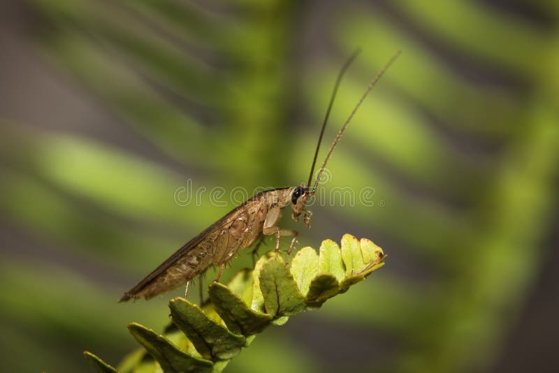 Cancrelat image stock. Image du insecte, closeup, cancrelat - 75479