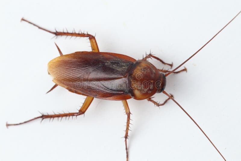 6,411 Le Cancrelat Photos libres de droits et gratuites de Dreamstime