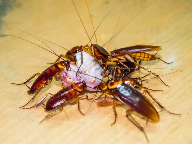 Le Cancrelat Mangent Du Fruit Photo stock - Image du parasite ...