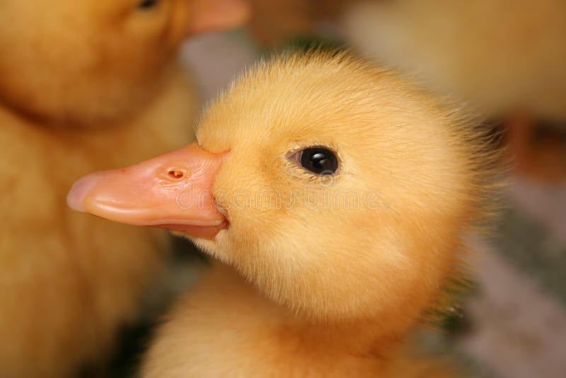 Petit caneton mignon photo stock. Image du volaille, accroissement ...